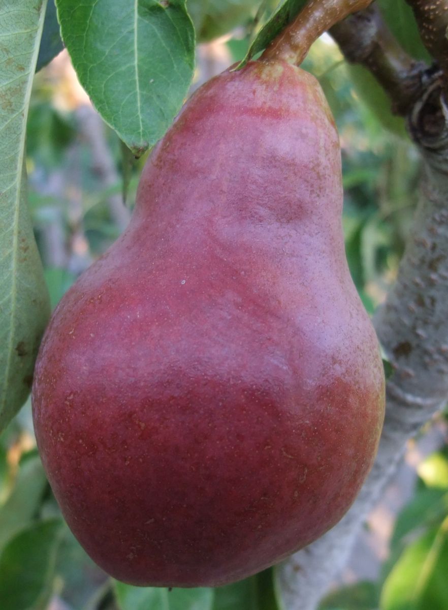 Pear Varieties | BC Tree Fruit Production Guide
